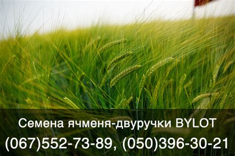 Семена ячменя канадский сорт двуручка Bylot Семена оптом