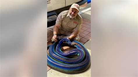 Rainbow Python Goes Viral On Social Media Stunning 44 Off