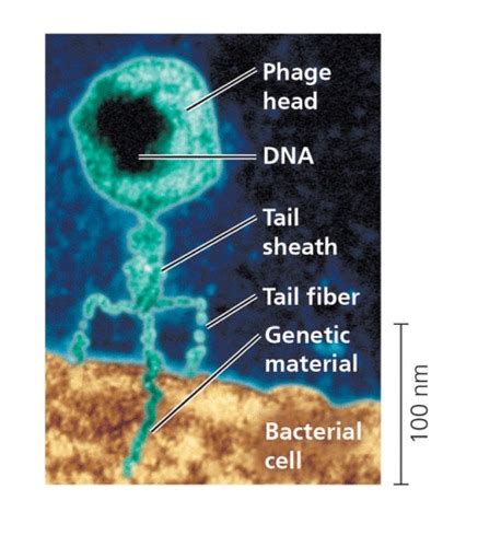 Biology Chapter 16 Molecular Basis Of Inheritance Flashcards Quizlet
