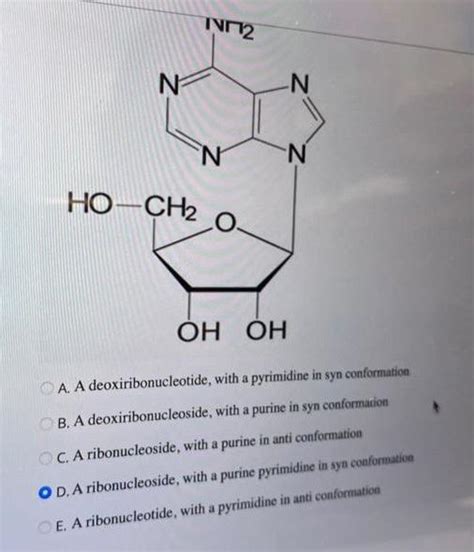Solved A A Deoxiribonucleotide With A Pyrimidine In Syn