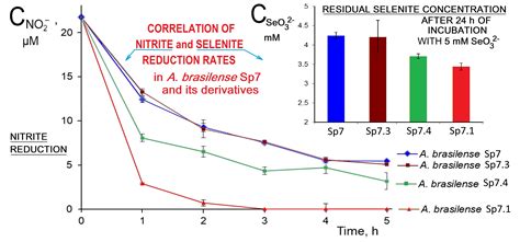 Role Of Denitrification In Selenite Reduction By Azospirillum Brasilense With The Formation Of