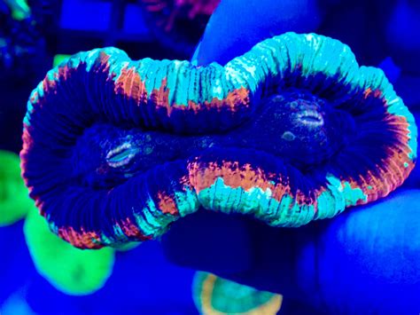 Ultra Trachy Small Only Reefs Aquatics