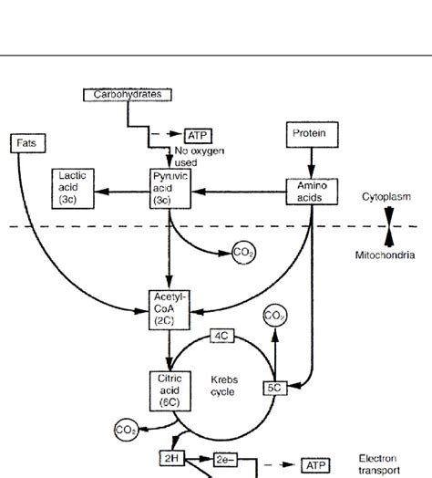 1 Atp Production Process Download Scientific Diagram