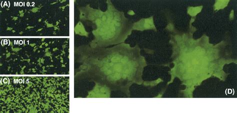 Spread Of M Gene De Fi Cient Sev Infection In Cell To Cell Manner Download Scientific Diagram