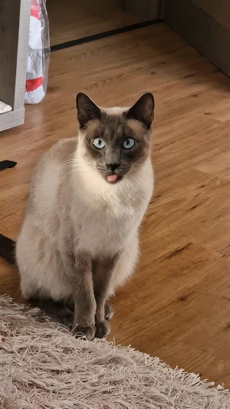 This Is My Sweet And Silly Simon I Like To Call Him Sillymon R Siamesecats