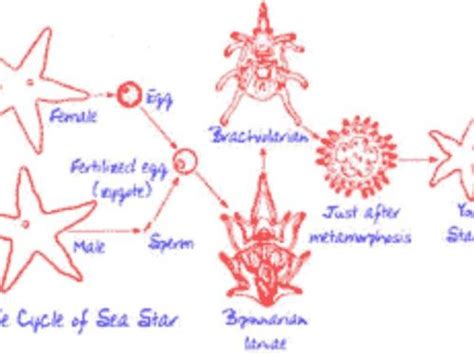 Echinoderms Reproduction