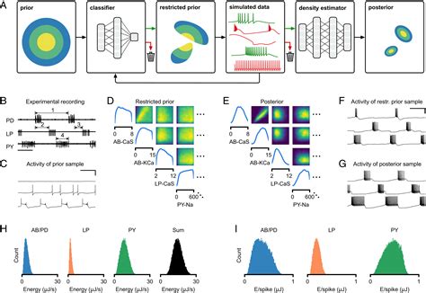 Energy Efficient Network Activity From Disparate Circuit Parameters Pnas