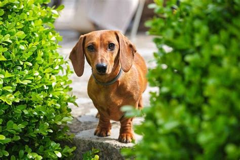 Are Dachshunds Aggressive How To Cope With Such Behavior