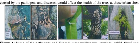 Figure From TREE HEALTH ASSESSMENT FOR ROADSIDE TREE IN KOTA KINABALU CITY CENTRE SABAH