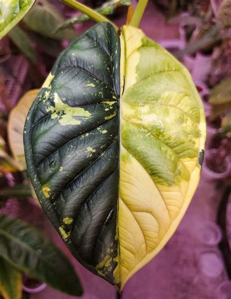 Beautiful Yellow And Green Half Moon Leaf Of Alocasia Dragon Scale