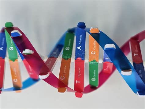 Colorful Representation Of Dna Structure Highlighting Base Pairs And Double Helix Shape In A