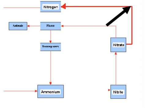 Biol 221 Mcq 37 Flashcards Quizlet