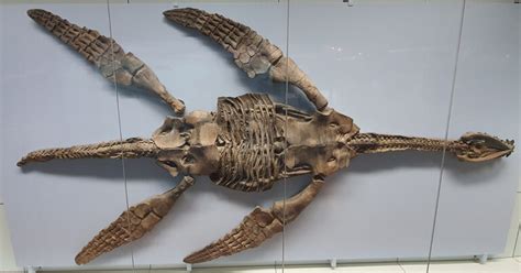 Dinosaurios Acuáticos Características Y Las órdenes Más Importantes