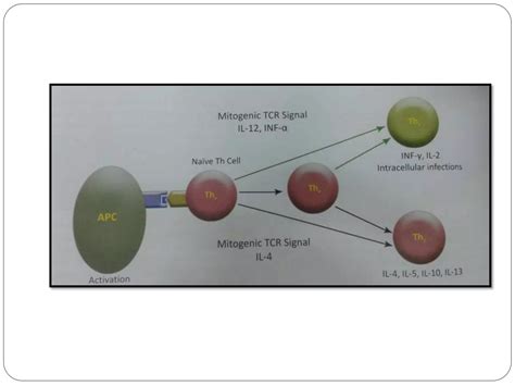 Host Microbial Interactions In Periodontal Diseases Pptx