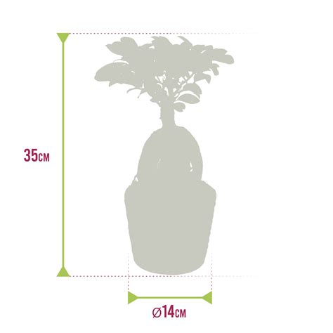 Bonsai Ginseng Set Vdvelde