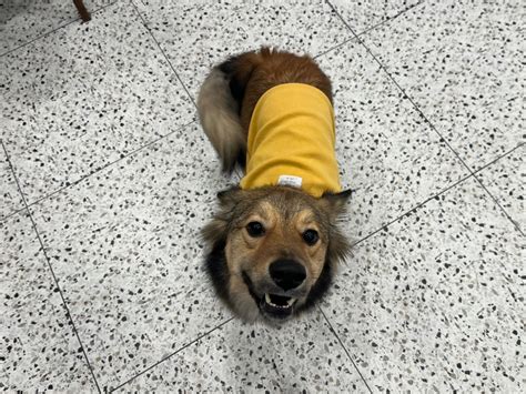 믹스견 쪼꼬미 샴입양 셀커크렉스입양 스코티쉬폴드입양 스핑크스입양 아메리칸숏헤어입양 아비시니안입양 터키시앙고라입양 페르시안입양