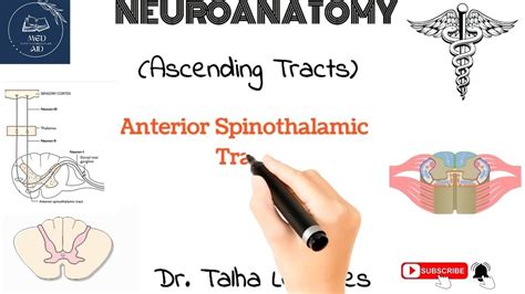 Anterior Spinothalamic Tract Lesions Youtube
