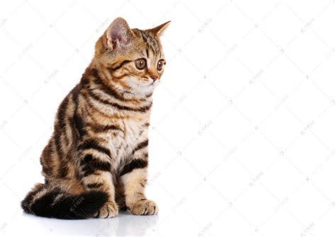 孤立的苏格兰直小猫坐高清摄影大图 千库网