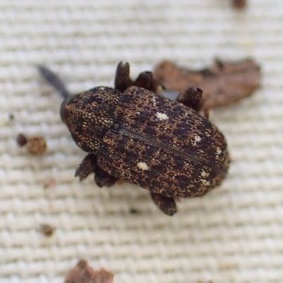 コマツノシラホシゾウムシ