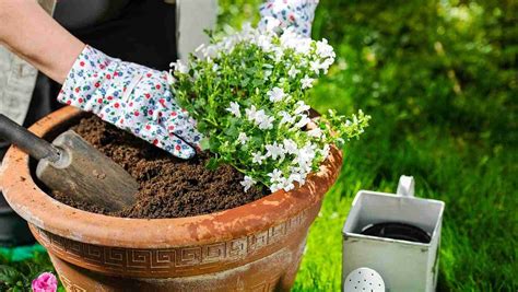 Botanica E Giardinaggio Base Genti E Paesi