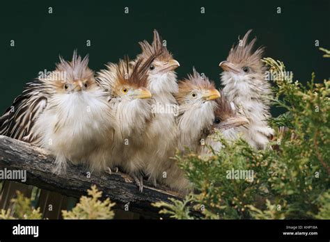 Guira Cuckoo Guira Guira Group Huddled Together Native To South
