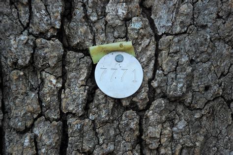 Download Free Photo Of Tree Identification Tags Identification Tags Tree Tags Tag Identification