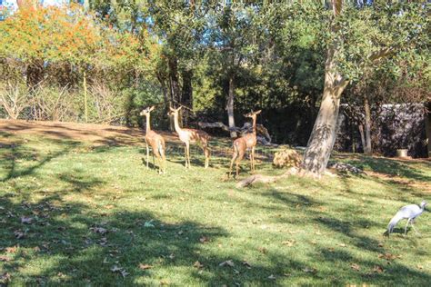Wild Animals In A Zoo Natural Landscape Stock Image Image Of Animal