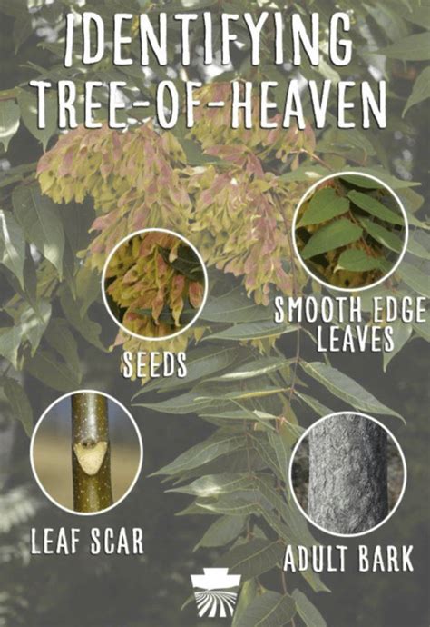 Tree Of Heaven And Spotted Lantern Fly