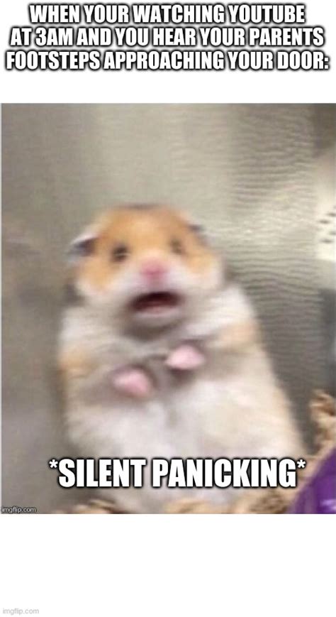 Scared Hamster Imgflip