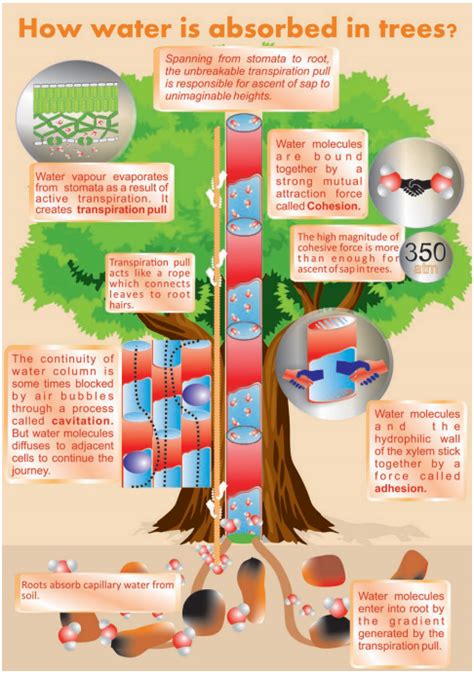 Ascent Of Sap And Its Theory