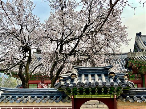 겨울에서 봄으로 궁궐 풍경