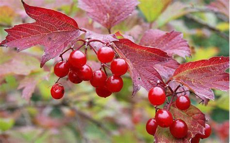 10 American Cranberrybush Seeds Viburnum Trilobum Ornamental Shrub