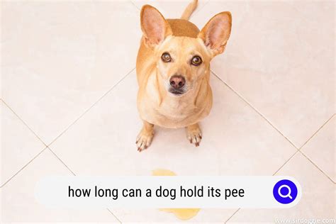 Why Does My Puppy Hold His Pee At Jennifer Vidal Blog