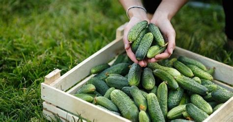 Огірки як отримати відмінний урожай 11 секретів і порад