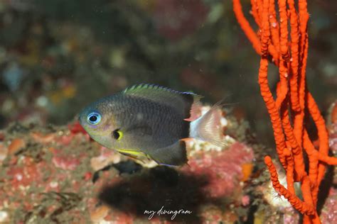 フカミスズメダイ 僕らむの魚図鑑