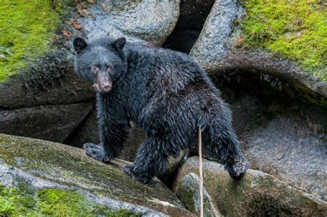 약혐 의외로 곰에게 자주 생기는 기생충 미스터리 공포 에펨코리아