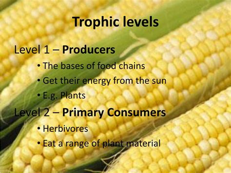 Ppt Food Chains Webs And Trophic Levels Powerpoint Presentation Free