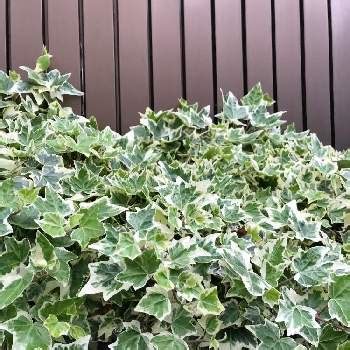Greensnap
