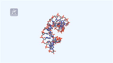 Rna 3d Model By Eduteiment Camiloislas [d3ffd6c] Sketchfab