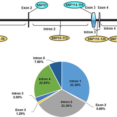 The Distribution Of Snps In Coding Region Of Klf3 Download Scientific