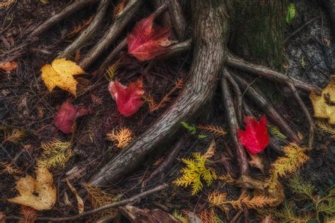 Intimate Landscape Roots Notes From The Woods Creativity And Philosophy