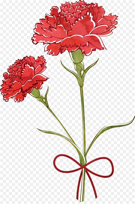 Carnation Flower Drawing At Getdrawings Free Download