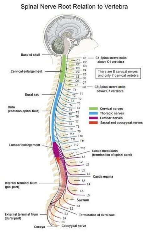 Cervical Nerve Roots Exit At Getgregoryblog Blog