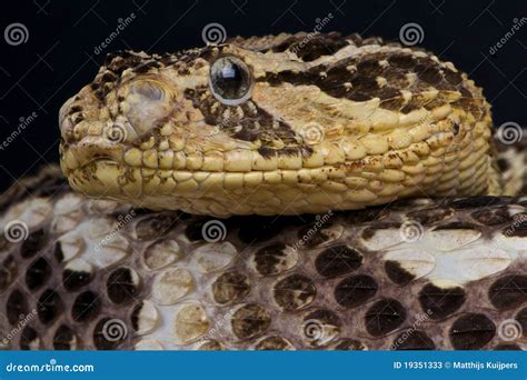 Puff Adder Stock Image Image Of Fangs Venomous Dangerous 19351333