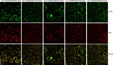 Subcellular Localization Analysis Of Maize Tca Genes Egfp Indicates