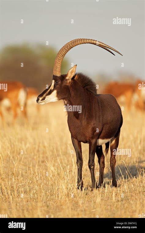 Male Sable Antelope Hippotragus Niger With Magnificent Horns South