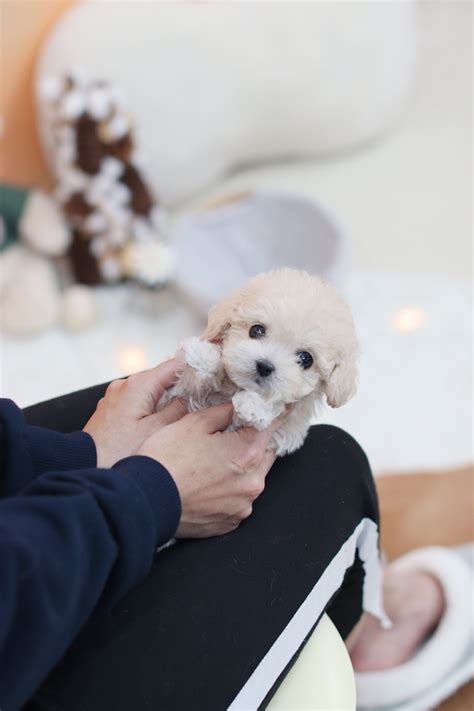 크림말티푸분양 별이 아이퍼피 인천강아지분양 고양이분양