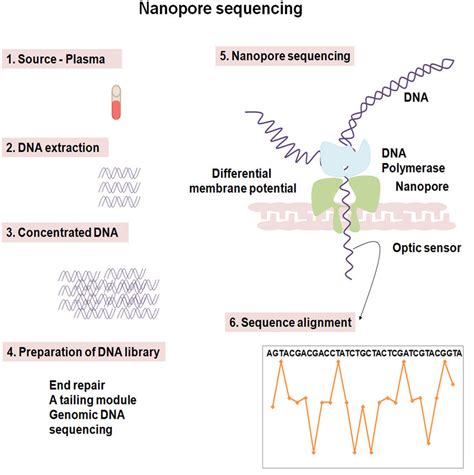 An Outline Of The Basic Steps Involved In Nanopore Sequencing