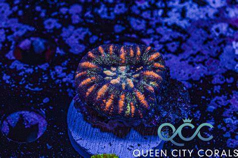 Ultra Purple Button Scoly Wysiwyg Queen City Corals