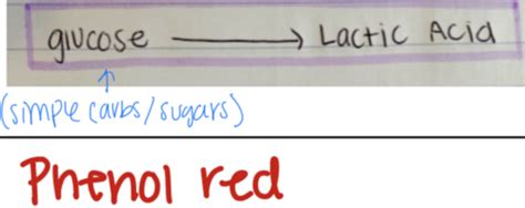 Biochemical Tests Flashcards Quizlet